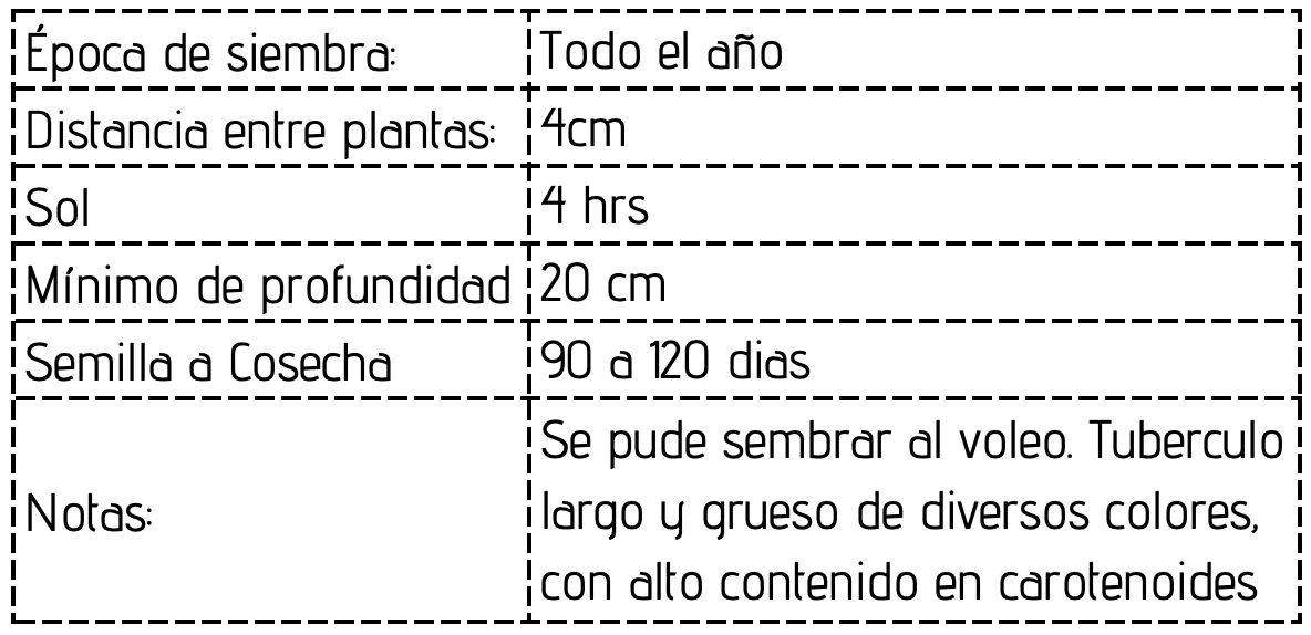 Semilla de Zanahoria - Huerta en Casa